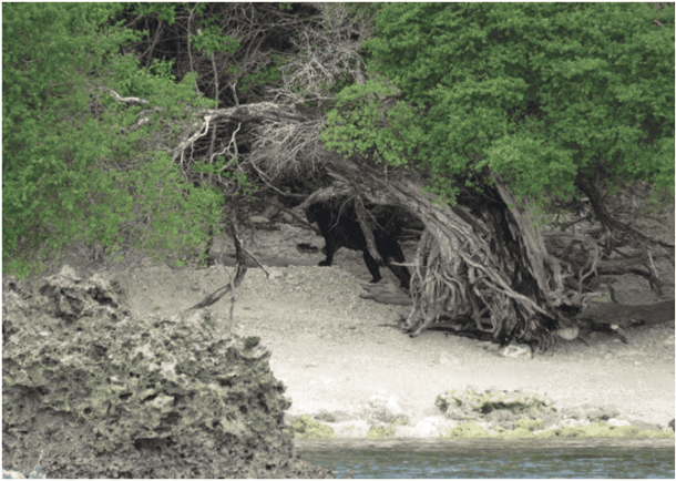 New map shows every forest matters in helping save the Javan leopard