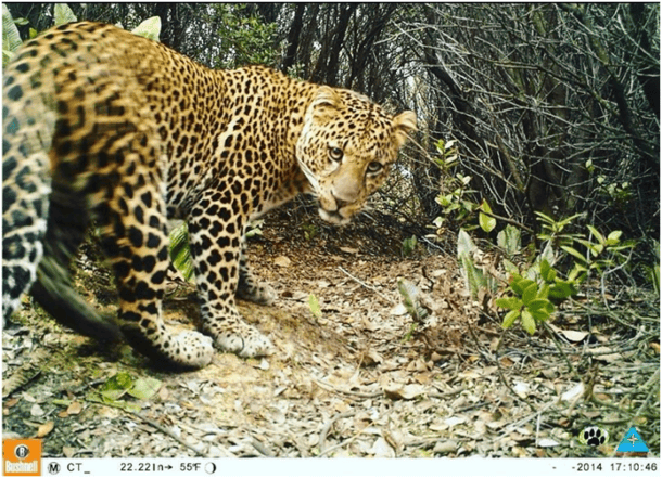 New map shows every forest matters in helping save the Javan leopard