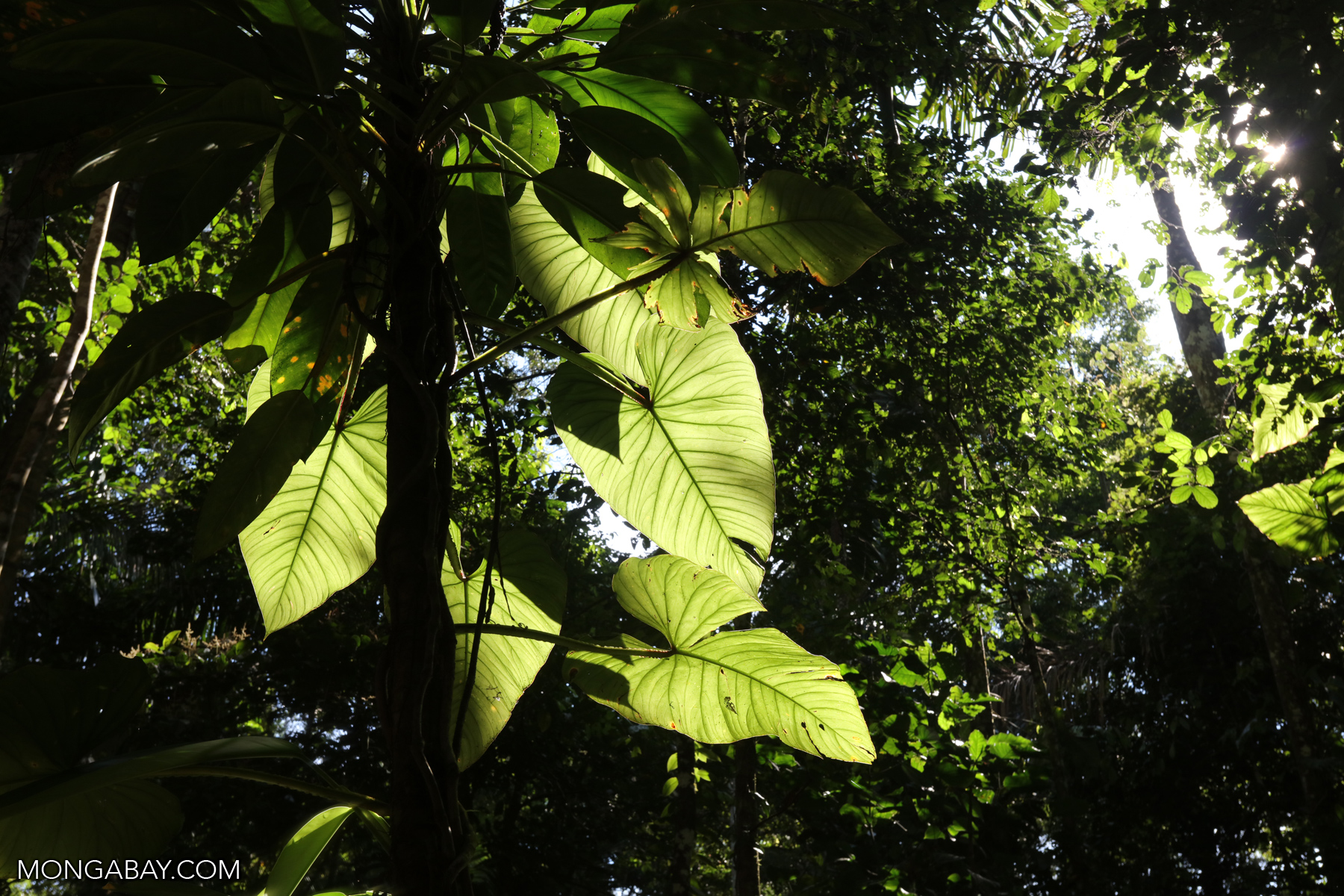 Morgan Erickson-Davis Archives - Conservation news