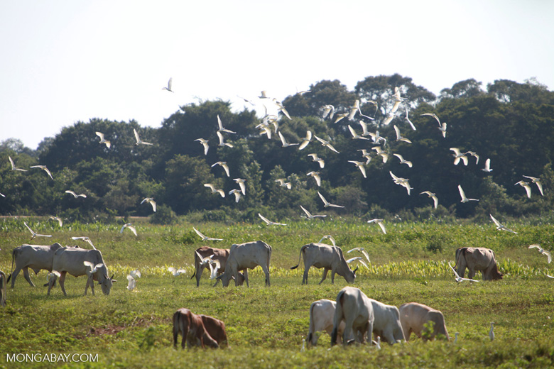 Brazil’s New Forest Code puts vast areas of protected Amazon forest at risk