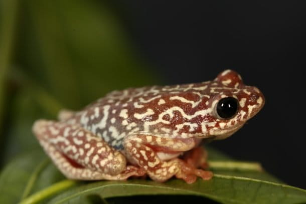 180 years of herps: Q&A with Luis Ceríaco on Angola’s atlas of life
