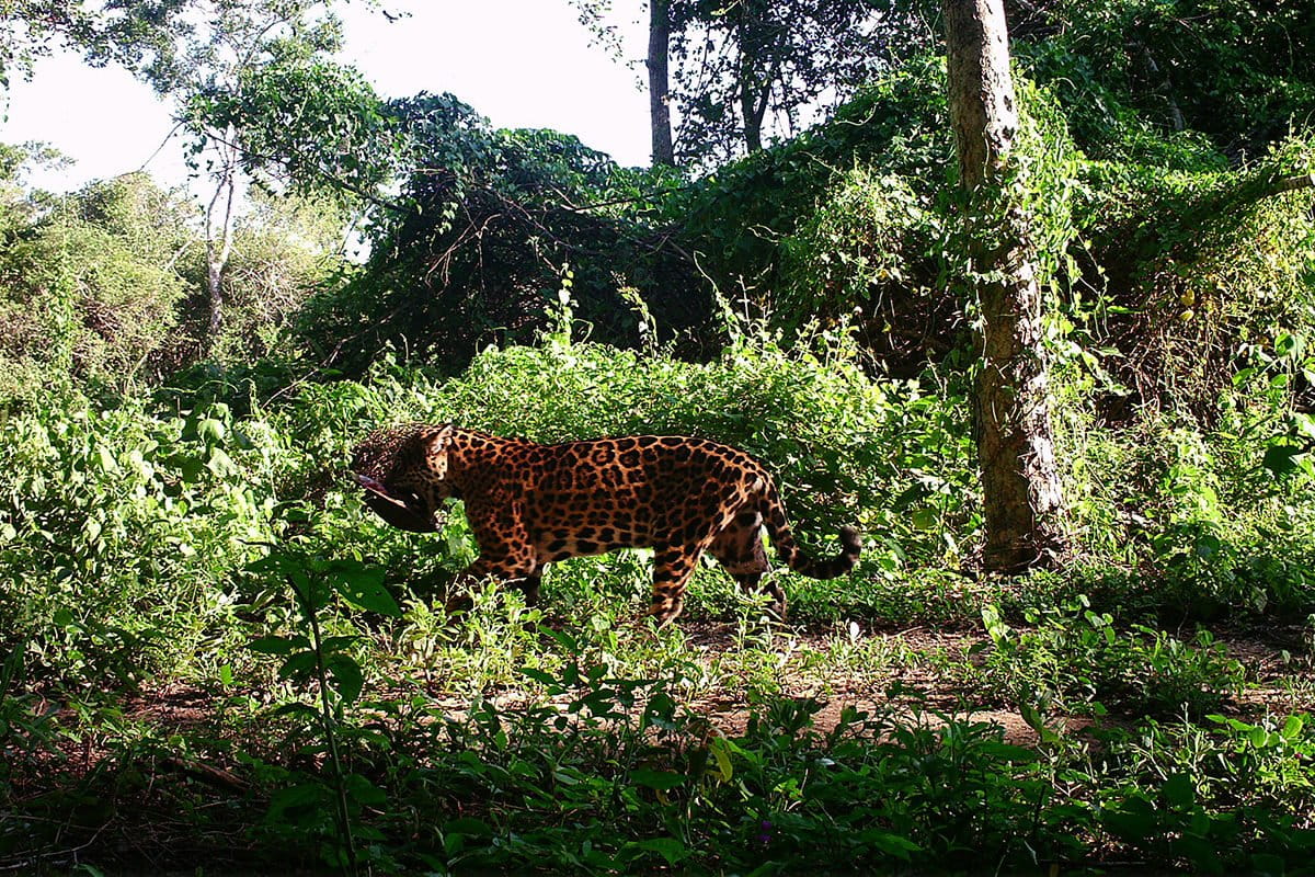 Can jaguar tourism save Bolivia’s fast dwindling forests?