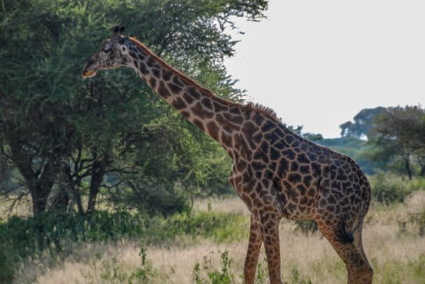 Proximity to towns stretches giraffe home ranges