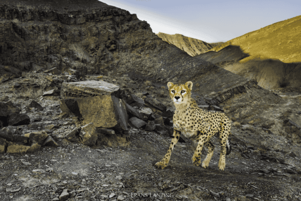 Iran’s endangered cheetahs and imperiled conservationists (commentary)