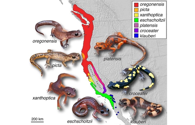 Super variable California salamander is ‘an evolutionist’s dream’
