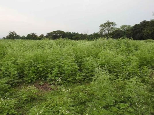 Invasive plants a fast-growing threat to India's rhinos