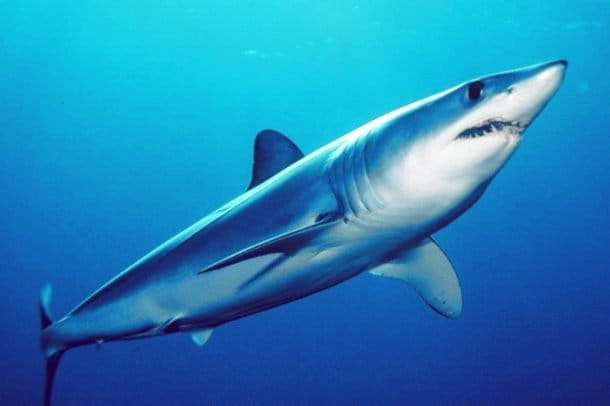 With record support, rhino rays and world's fastest sharks get new ...