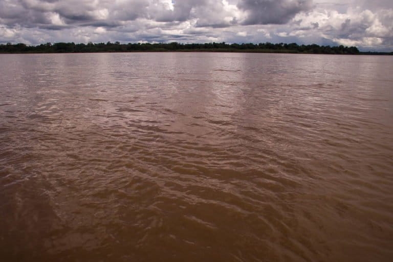 Madeira River dams may spell doom for Amazon’s marathon catfish: Studies