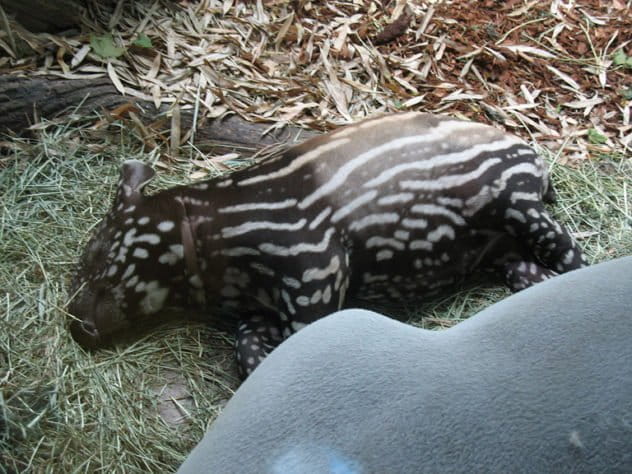 There is no conservation justification for bringing the tapir back to ...