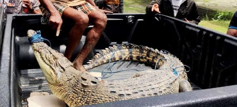 Rise in crocodile sightings linked to habitat degradation in Indonesia