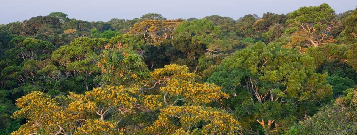 Shade or sun? Forest structure affects tree responses to Amazon drought