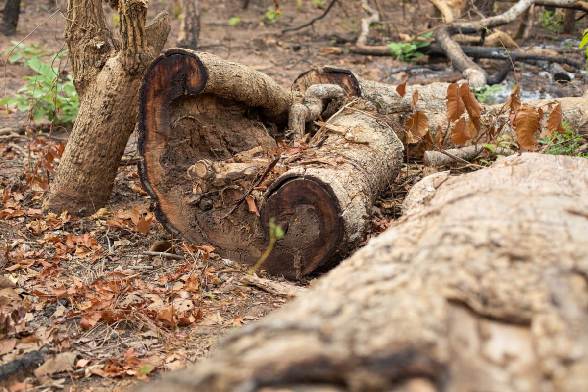 Illegal logging poised to wipe Cambodian wildlife sanctuary off the map