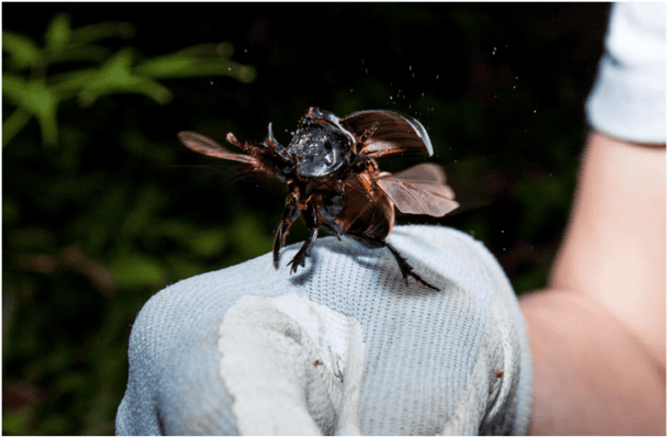 All you need is human feces: The strange world of dung beetle sampling