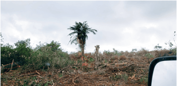 ‘To save a forest you have to destroy a nicer one’: U.S. Marines target ...