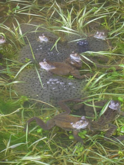 Climate change spurs deadly virus in frogs in the U.K.