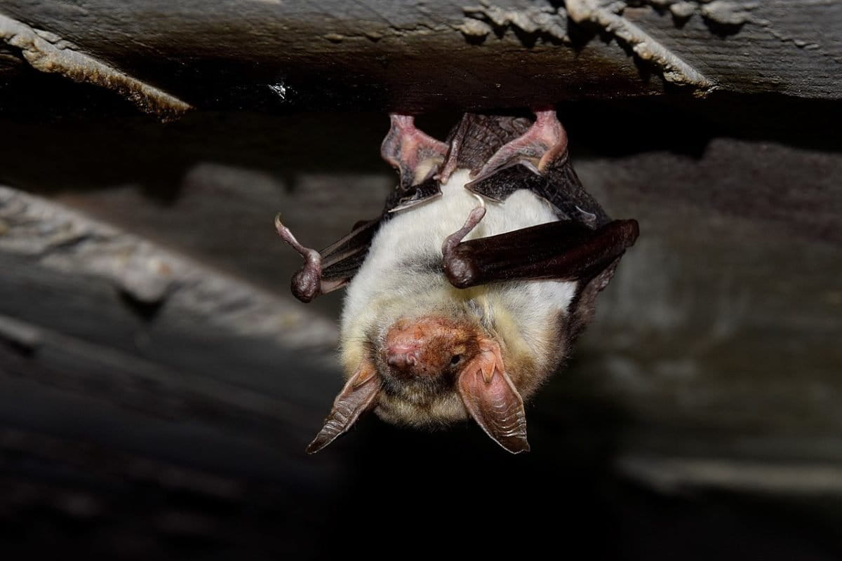 Tiny tracking tags help decode how echolocating bats navigate