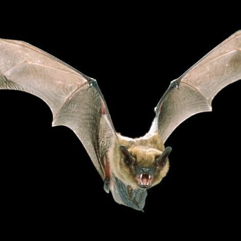 Conservation news on Bats