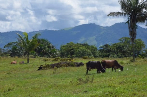 Land grabbing, cattle ranching ravage Colombian Amazon after FARC ...