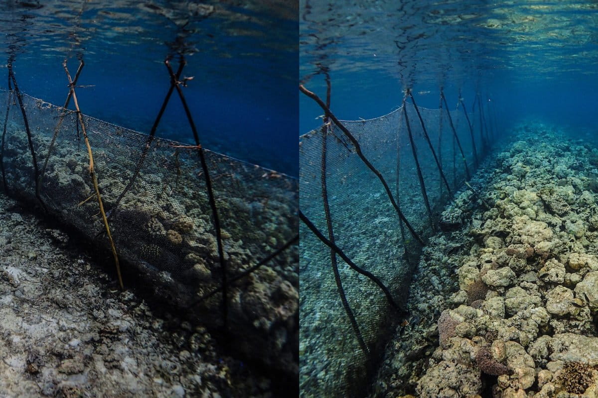 Conservation news on Seagrass