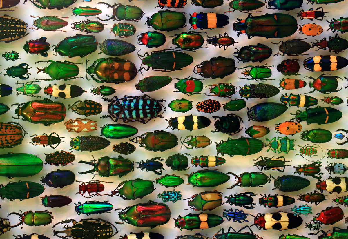 Insects In The Tropical Rainforest