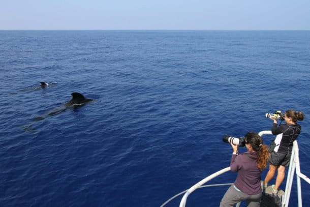 New pilot whale subspecies revealed: Q&A with marine biologist Amy Van Cise