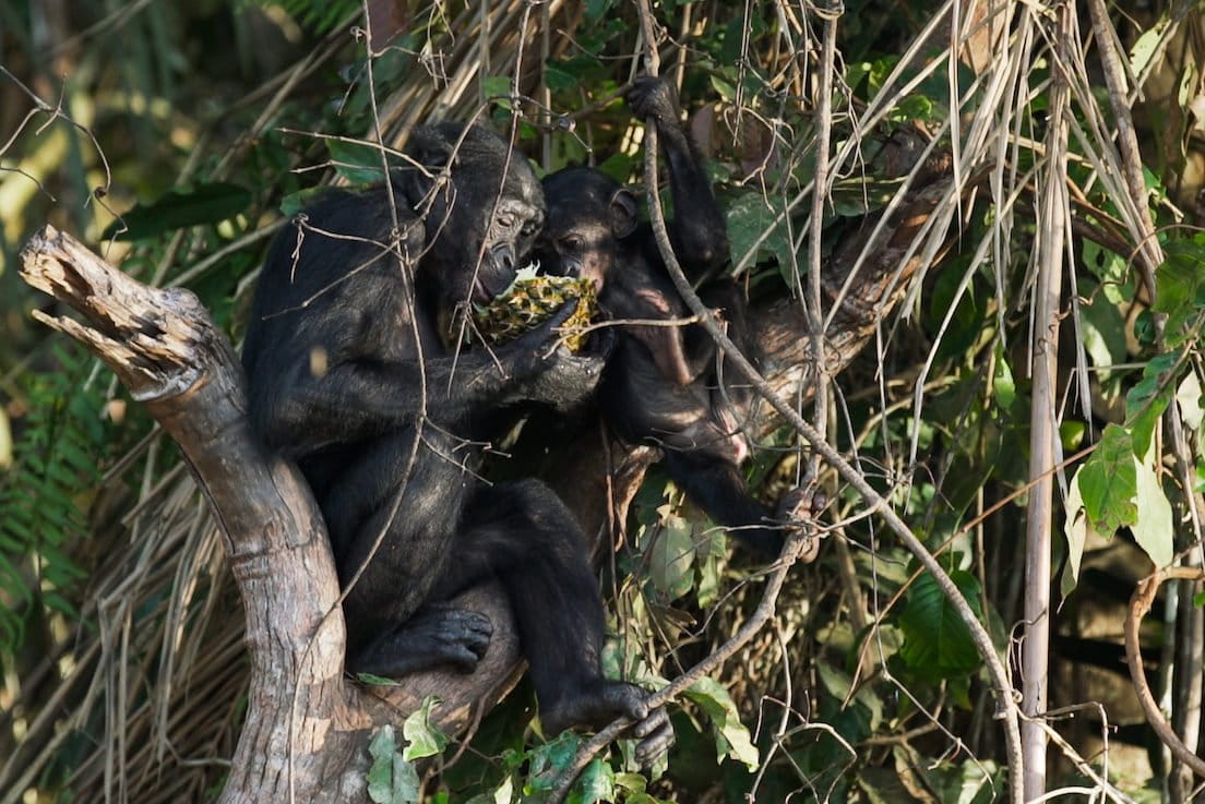 Conservation news on Bonobos