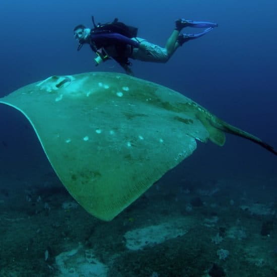 Conservation news on Mozambique