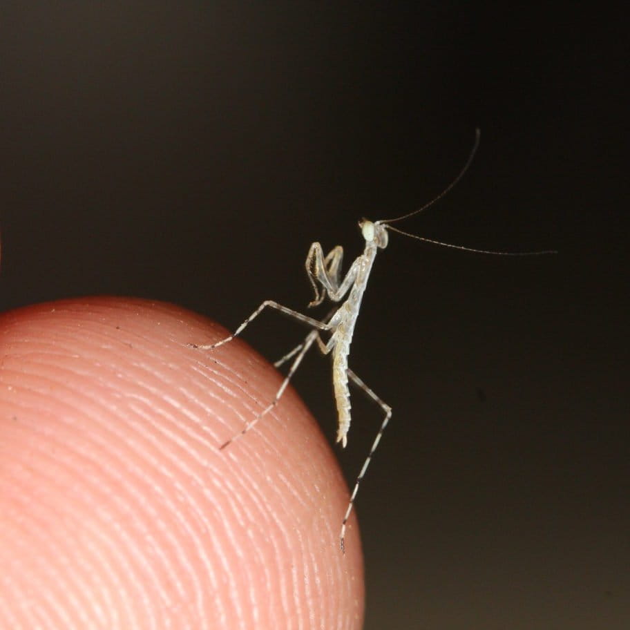 Conservation news on Forgotten Species