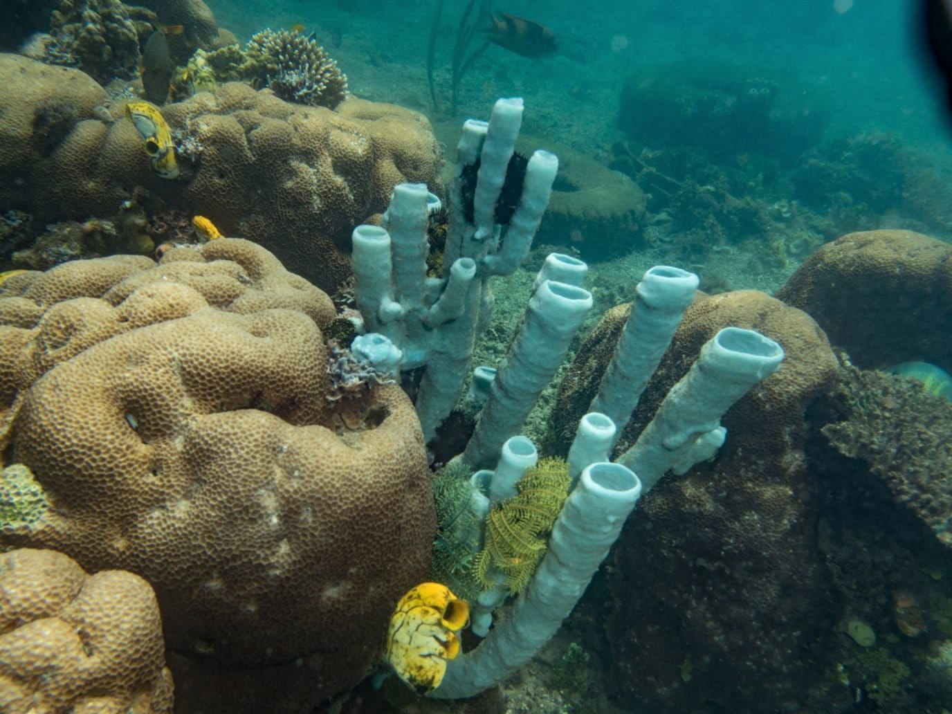 Sponges Supply Dna For New Method Of Monitoring Aquatic Biodiversity