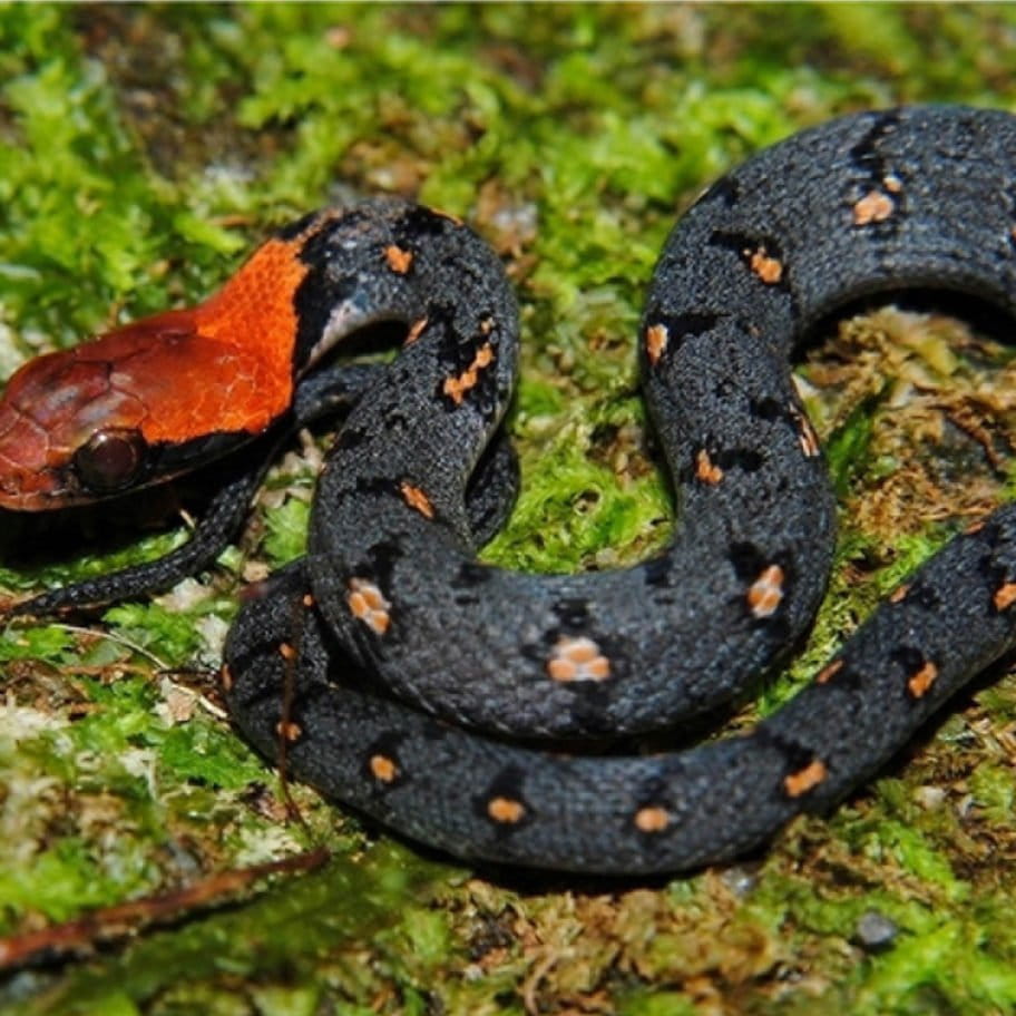 June 2019 - Conservation news