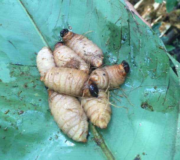 For Ecuador’s Sápara, saving the forest means saving their language