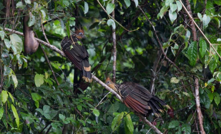Heart of Ecuador’s Yasuni, home to uncontacted tribes, opens for oil ...