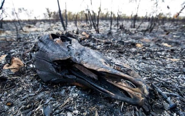 Timmermans vs. Bolsonaro: Will the EU get deforestation off our dinner ...