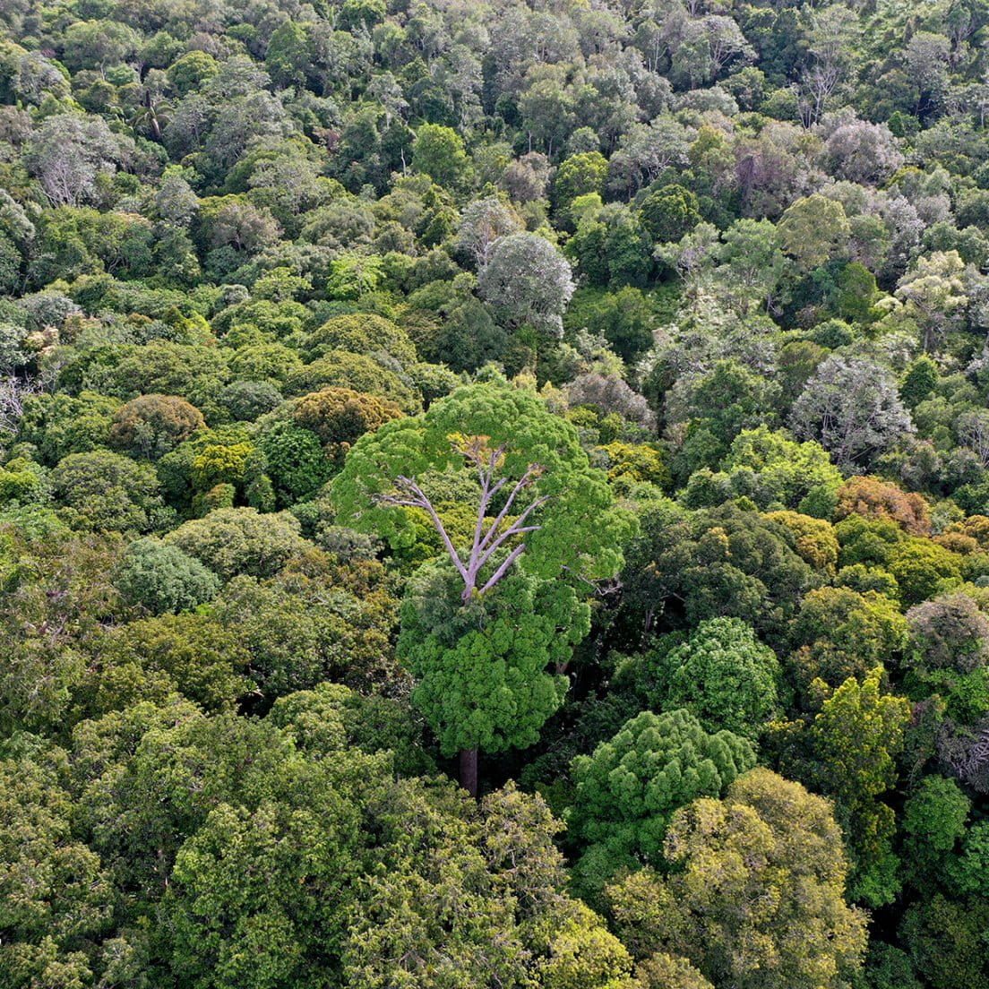 Series: Indonesian Forests