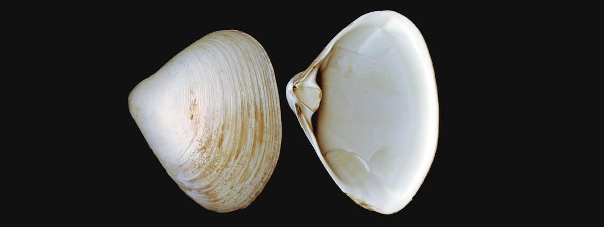 Study examines how the Atlantic surfclam is successfully adapting to ...