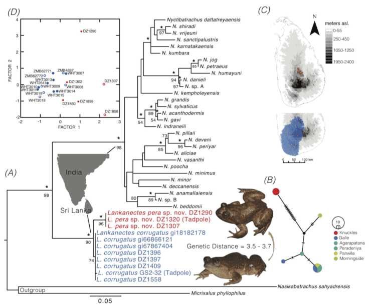 The frog and the university: Meet the niche new species from Sri Lanka
