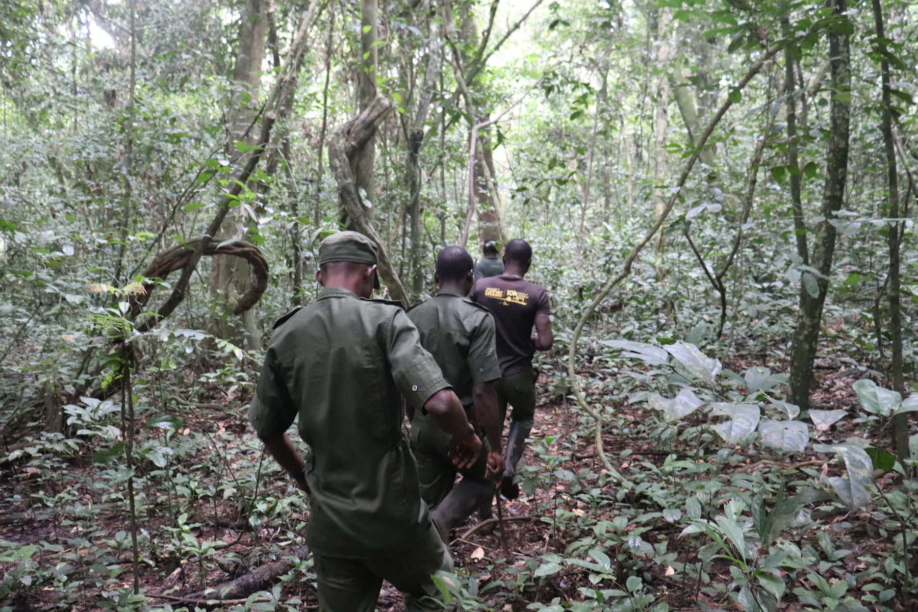 Series: Forest Trackers