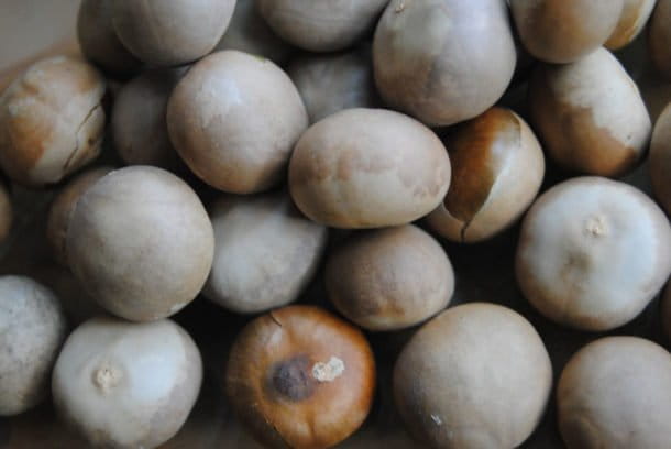 Making room for wild foods in forest conservation