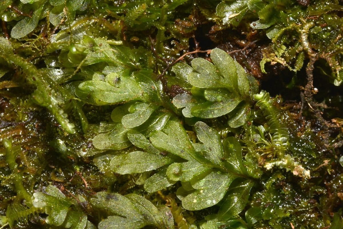 Two ferns presumed extinct found on remote Australian mountaintops