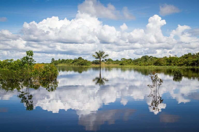 Study shows how to protect more species for less money in western Amazon