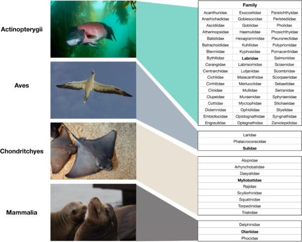 New toolkit identifies multiple species from environmental DNA