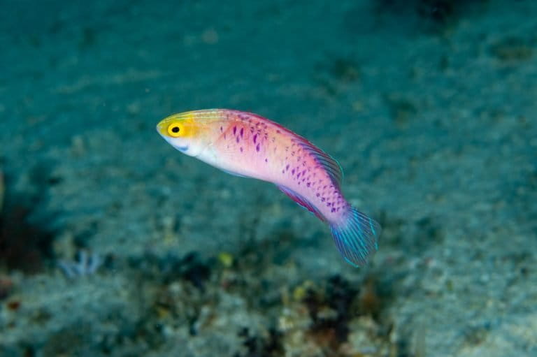 Stunning new wrasse species underlines need to protect deeper-lying reefs