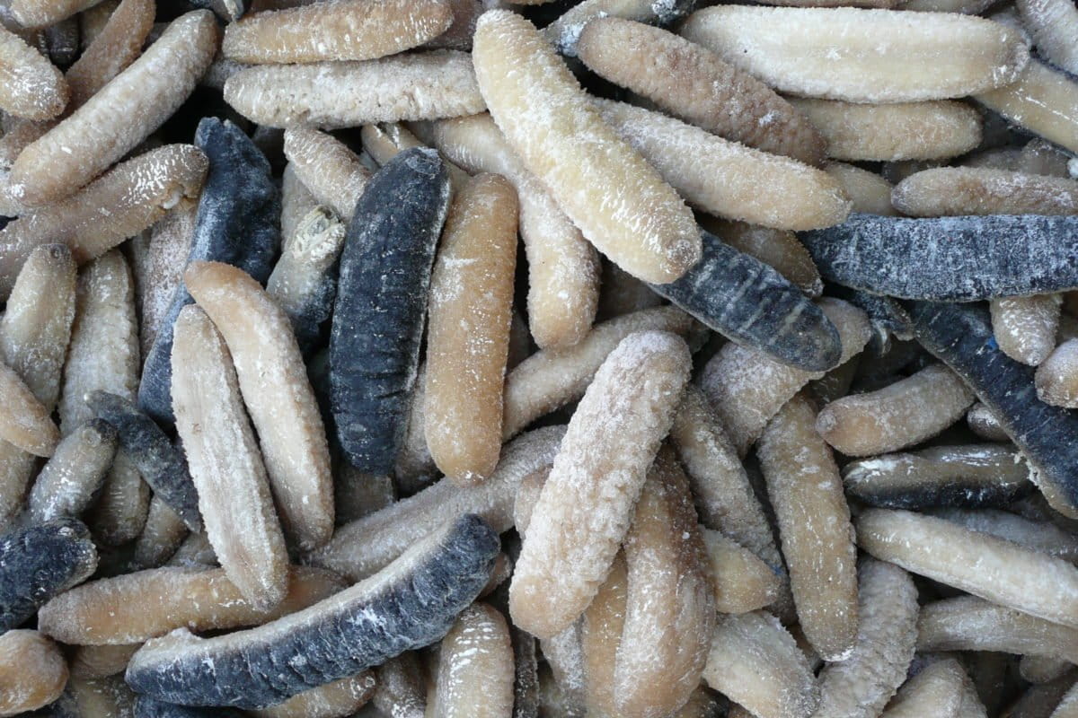 Sri Lanka pushes for protection of sea cucumbers amid overexploitation