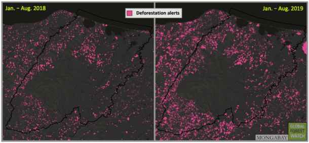 Rainforest destruction accelerates in Honduras UNESCO site