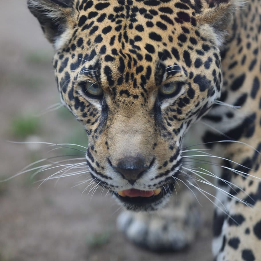 Conservation news on Jaguars