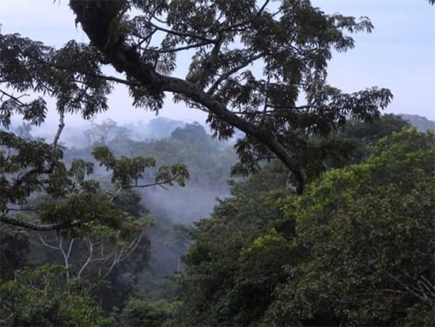 Deforestation, climate crisis could crash Amazon tree diversity: study