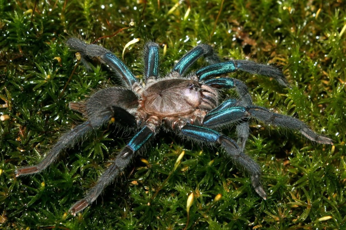 Discovery of a metallic-blue tarantula bolsters case for trade protection
