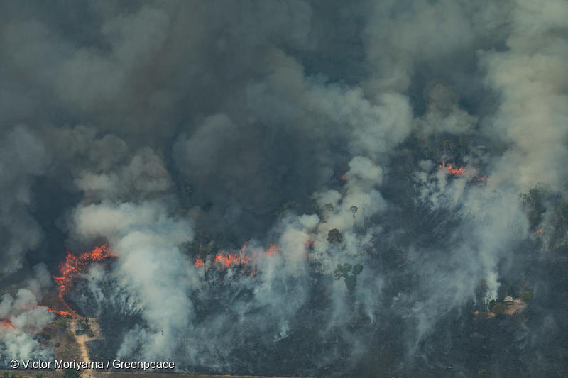 Satellite data show Amazon rainforest likely drier, more fire-prone ...