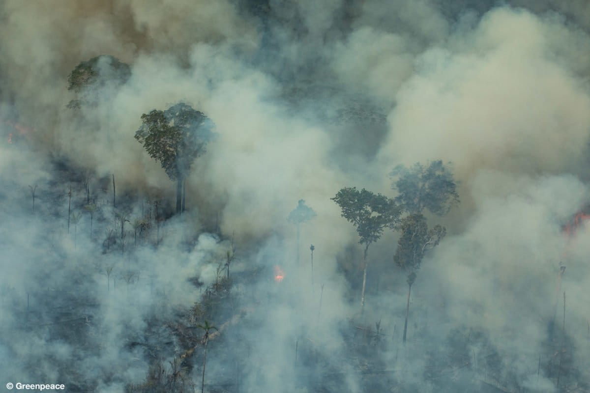 Amazon deforestation rises to 11 year high in Brazil