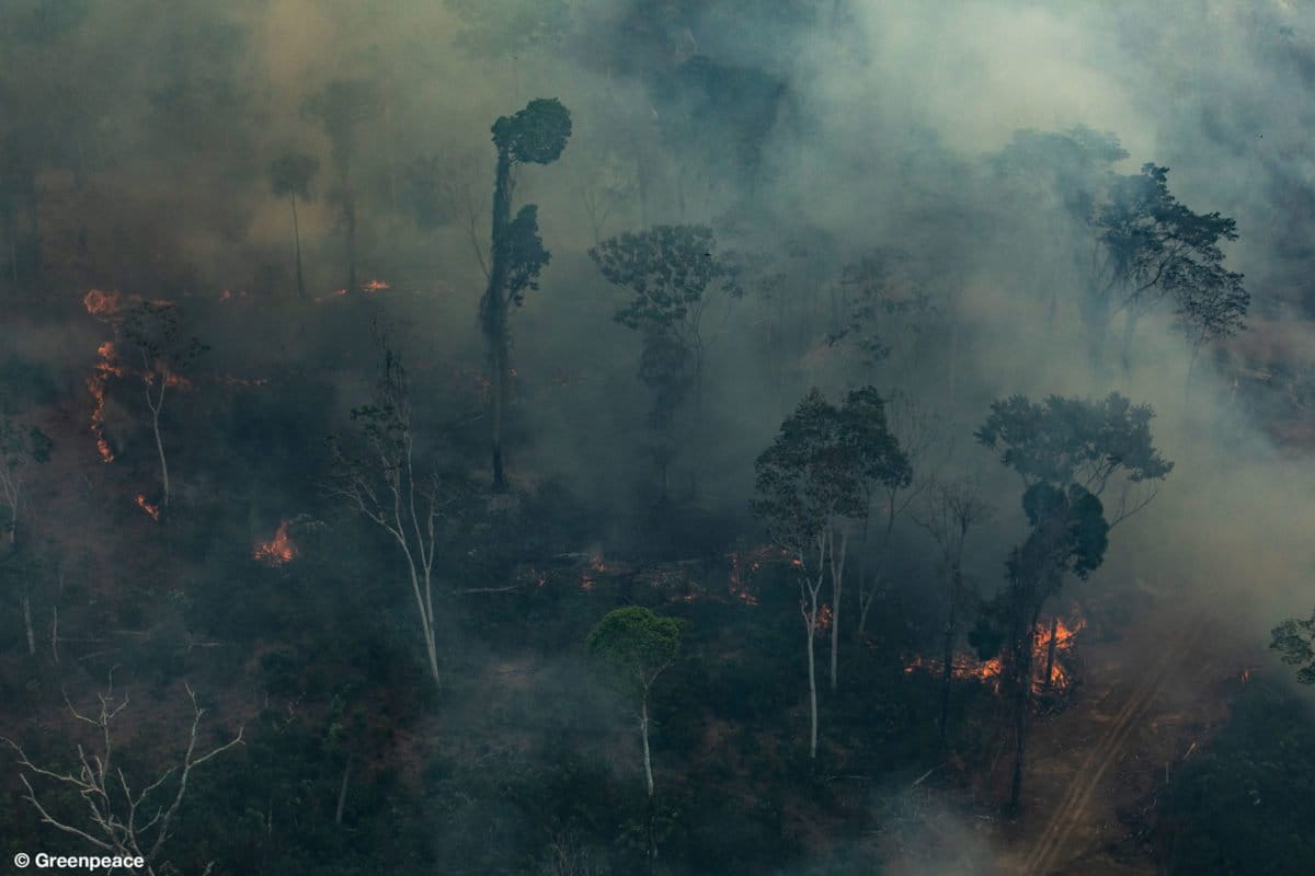 Greenpeace releases dramatic photos of Amazon fires